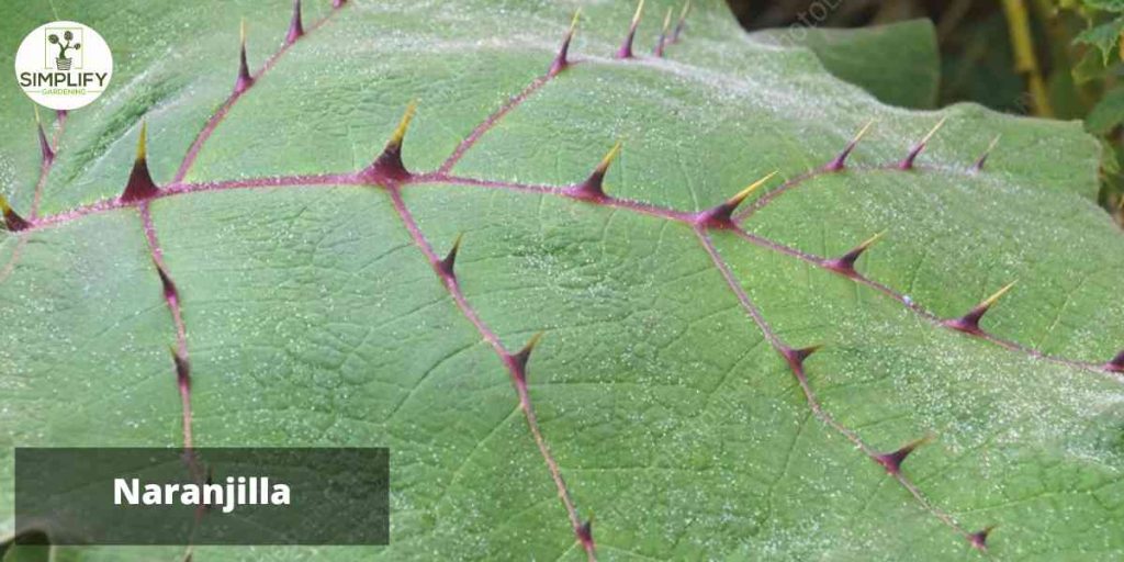 Spiky-Leaved Plants: 17 Beautiful Varieties - Simplify Gardening