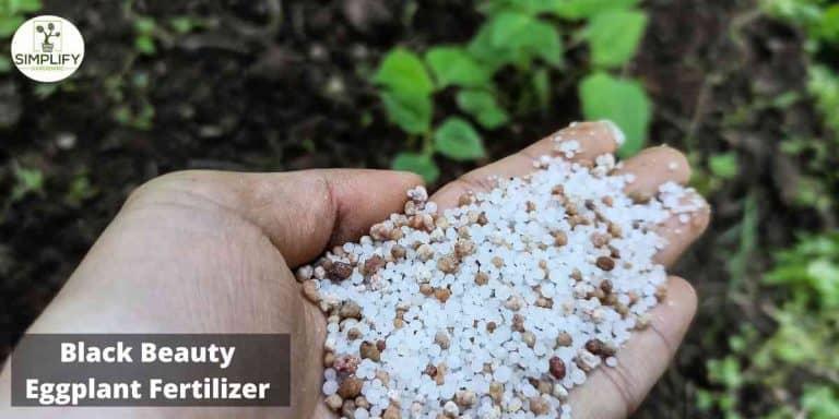 How to Rotate Crops in Raised Beds - Simplify Gardening