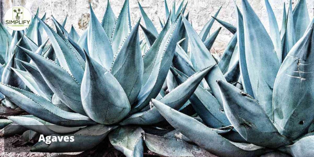 Spiky-Leaved Plants: 17 Beautiful Varieties - Simplify Gardening