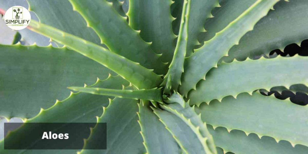 Spiky-Leaved Plants: 17 Beautiful Varieties - Simplify Gardening