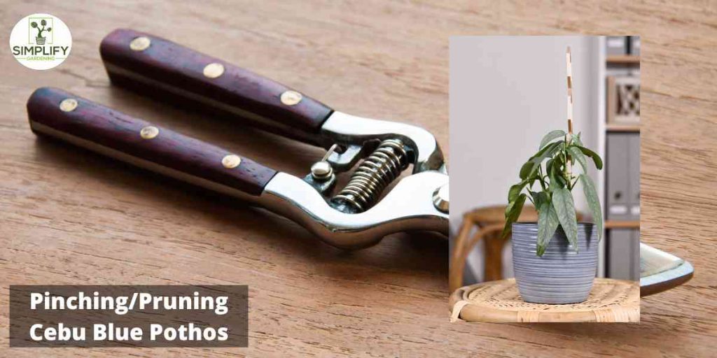 Get Ready to Fall in Love With the Gorgeous Cebu Blue Pothos - Simplify ...