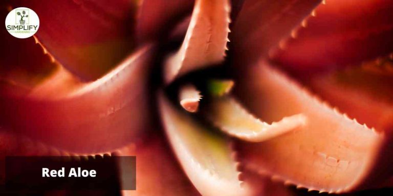 Spiky-Leaved Plants: 17 Beautiful Varieties - Simplify Gardening