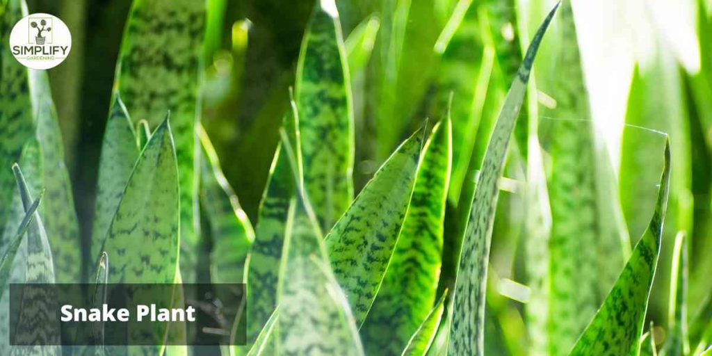 Spiky-Leaved Plants: 17 Beautiful Varieties - Simplify Gardening