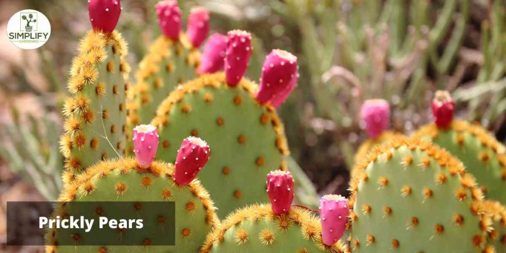 Spiky-Leaved Plants: 17 Beautiful Varieties - Simplify Gardening