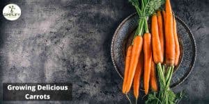 The Ultimate Guide to Growing Carrots in Your Backyard - Simplify Gardening