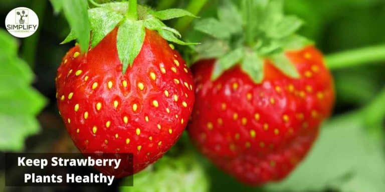 The Ultimate Guide to Strawberry Pest and Disease Control - Simplify ...