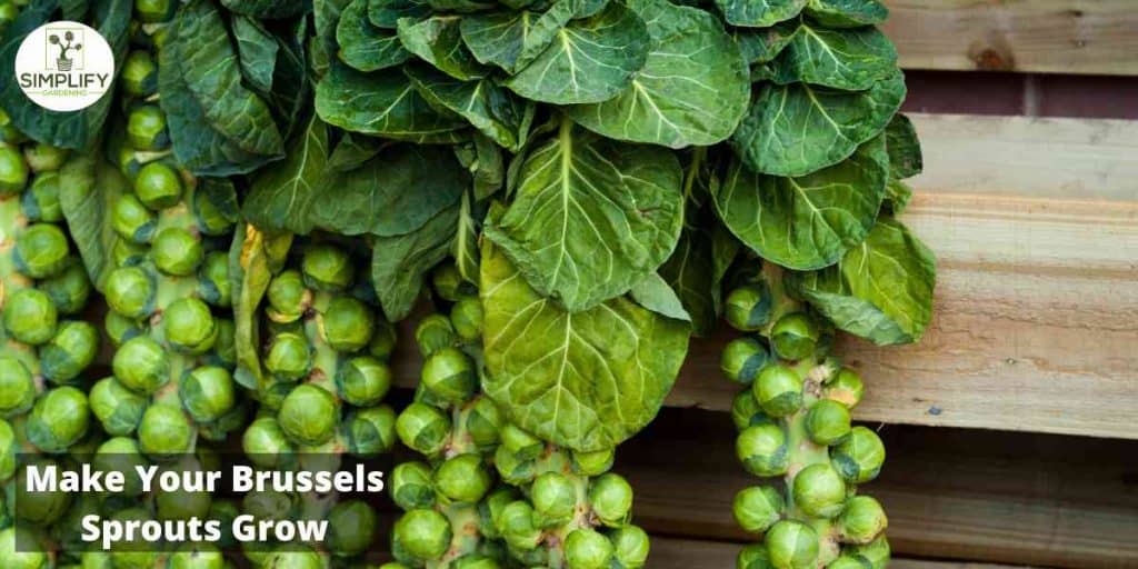 10 Surprising Tips: Make Brussels Sprouts Grow Like Crazy! - Simplify ...