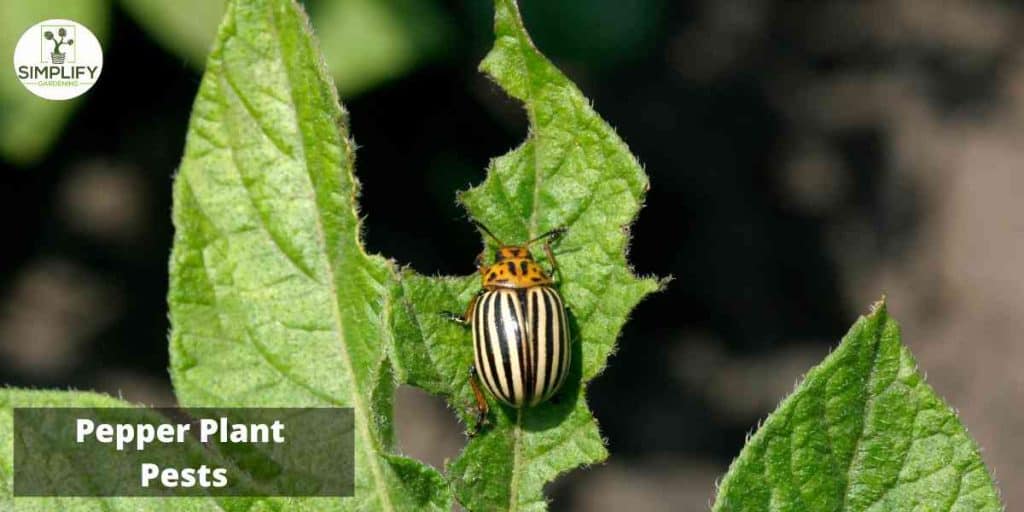 Common Pepper Diseases and How to Prevent Them - Simplify Gardening