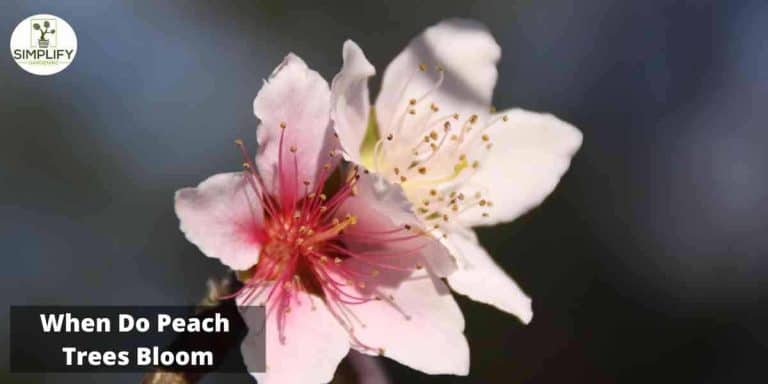 Peach Tree Care: How to Ensure a Strong Bloom - Simplify Gardening