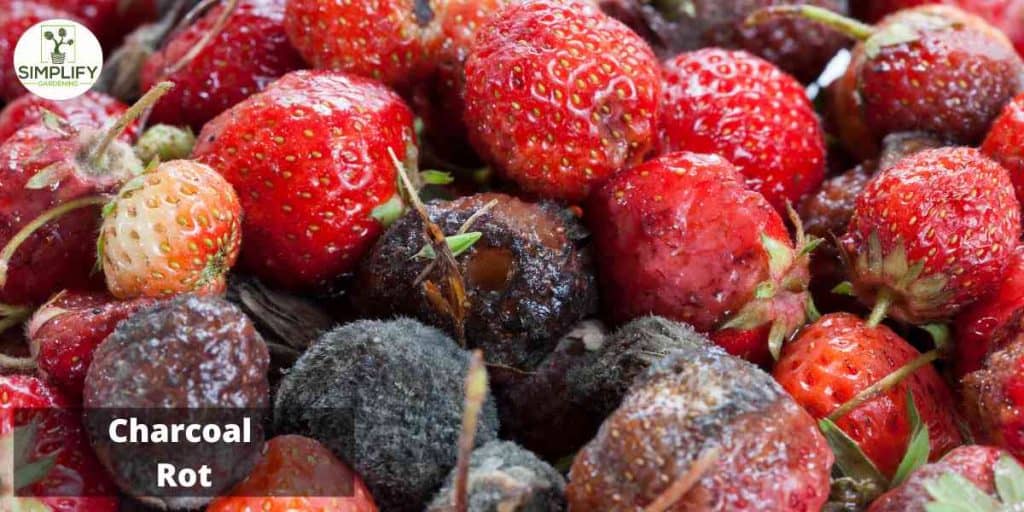 The Ultimate Guide to Strawberry Pest and Disease Control - Simplify ...