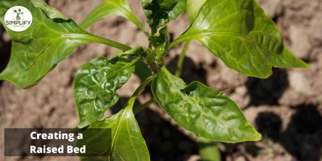 Common Pepper Diseases and How to Prevent Them - Simplify Gardening