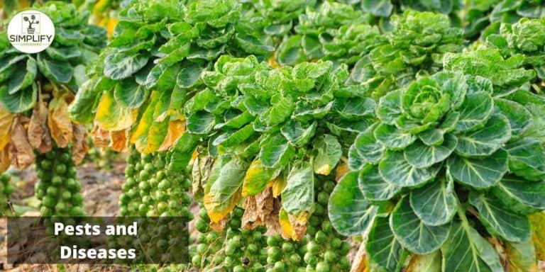 The Ultimate Guide: Growing Brussels Sprouts in Any Climate - Simplify ...