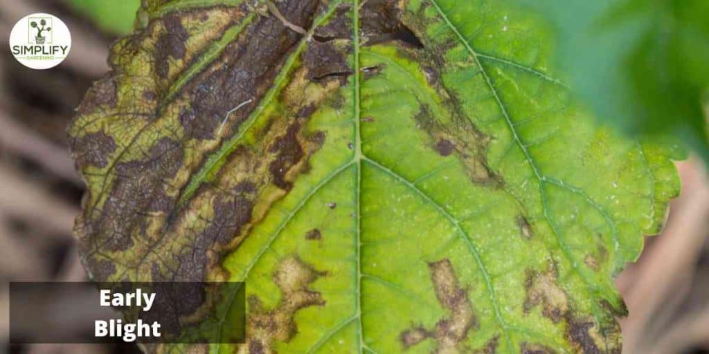 Common Pepper Diseases and How to Prevent Them - Simplify Gardening