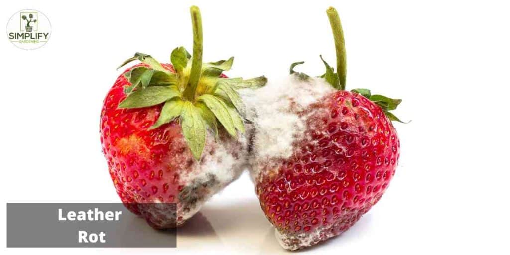 The Ultimate Guide to Strawberry Pest and Disease Control - Simplify ...