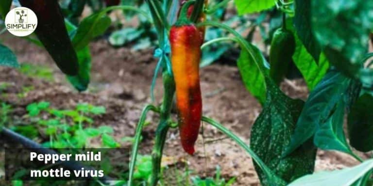 Common Pepper Diseases and How to Prevent Them - Simplify Gardening