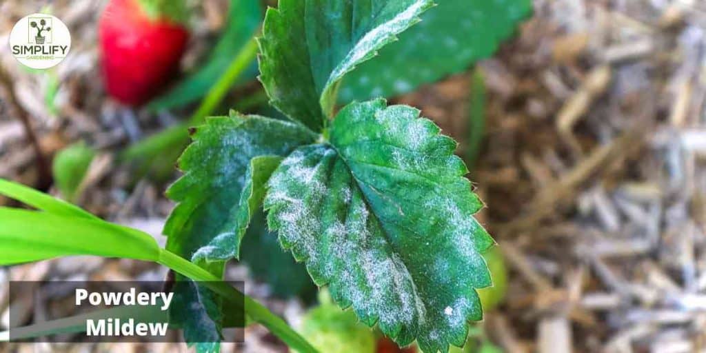The Ultimate Guide to Strawberry Pest and Disease Control - Simplify ...