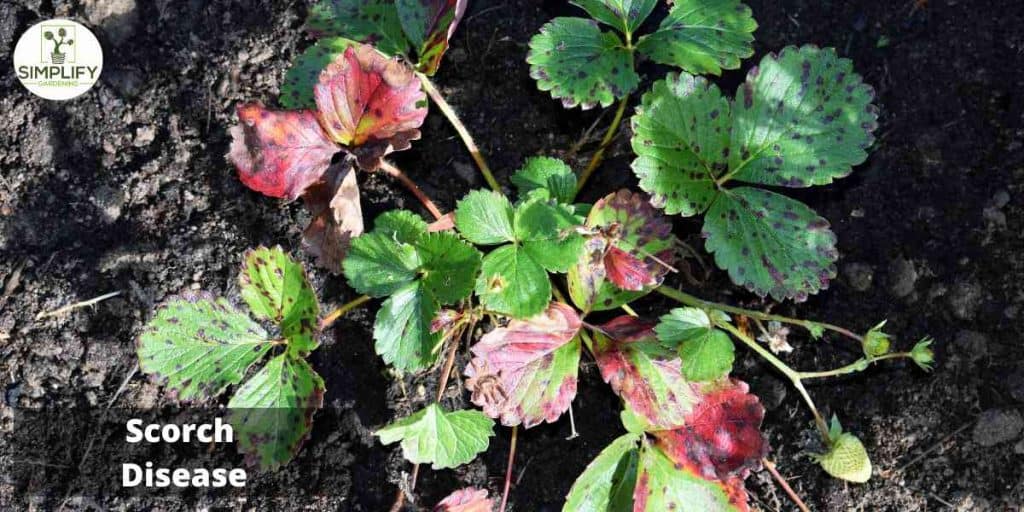The Ultimate Guide to Strawberry Pest and Disease Control - Simplify ...