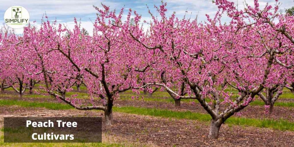 Peach Tree Care: How to Ensure a Strong Bloom - Simplify Gardening