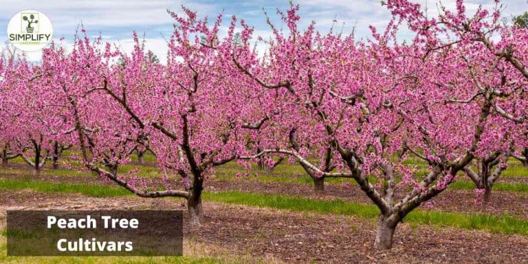 Peach Tree Care: How to Ensure a Strong Bloom - Simplify Gardening
