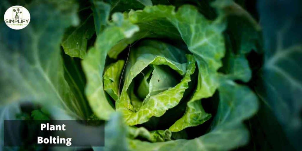 The Best 7 Lettuce Types to Grow During Summer Months - Simplify Gardening