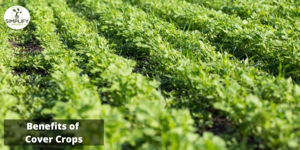 10 Surprising Tips: Make Brussels Sprouts Grow Like Crazy! - Simplify ...