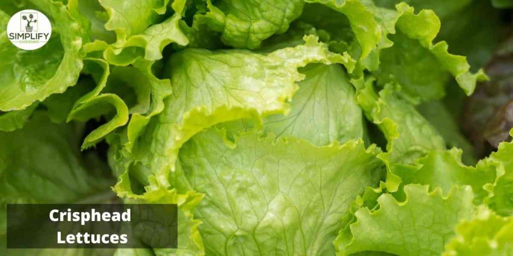 The Best Lettuce Varieties to Grow in Winter - Simplify Gardening