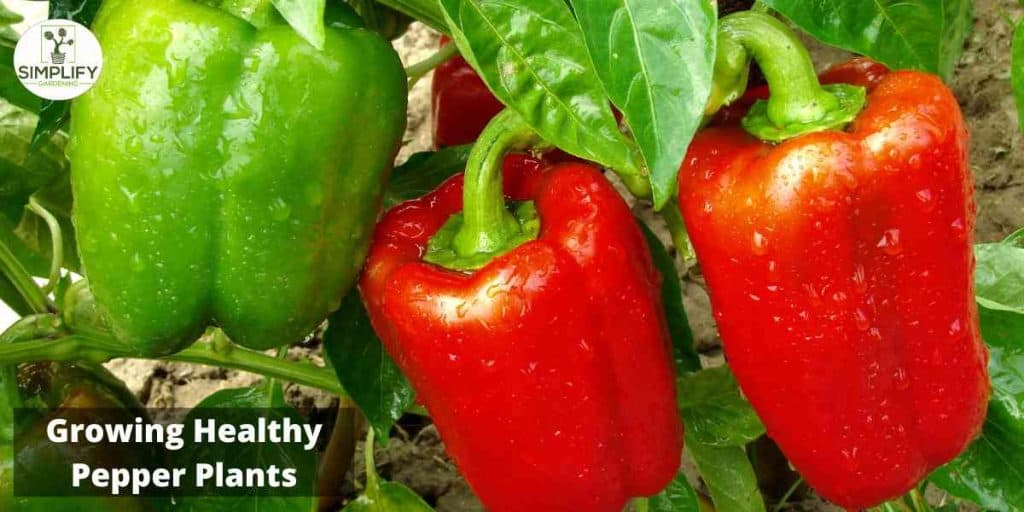 Common Pepper Diseases and How to Prevent Them - Simplify Gardening