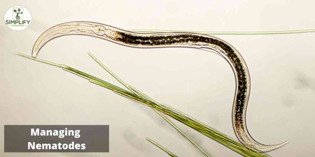 10 Surprising Tips to Make Your Carrots Grow Like Crazy! - Simplify ...