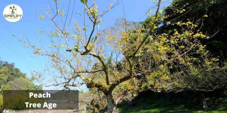 Peach Tree Care: How to Ensure a Strong Bloom - Simplify Gardening