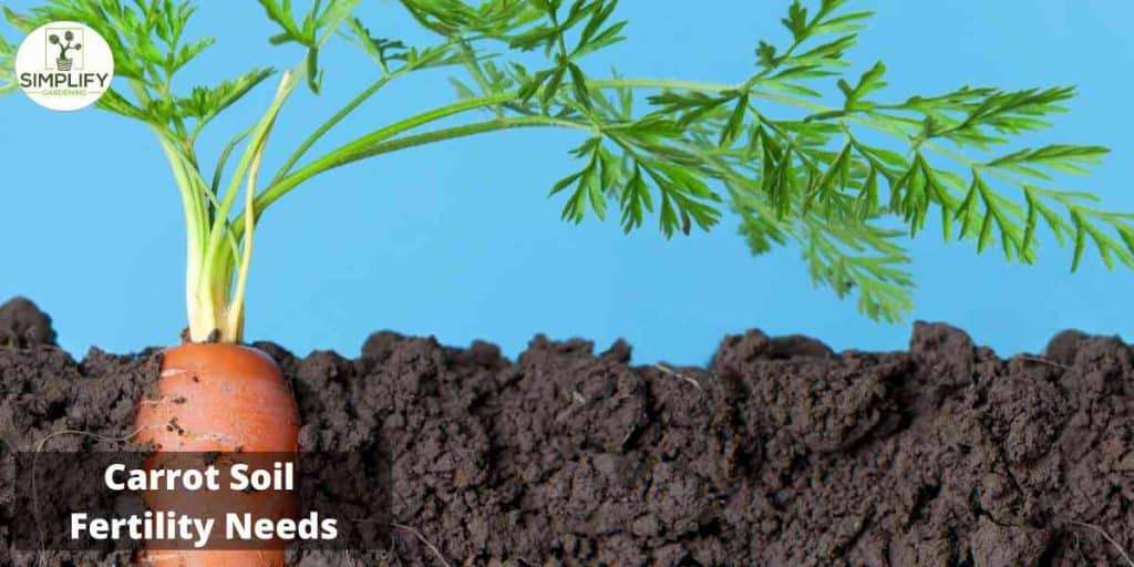 10 Surprising Tips to Make Your Carrots Grow Like Crazy! - Simplify ...