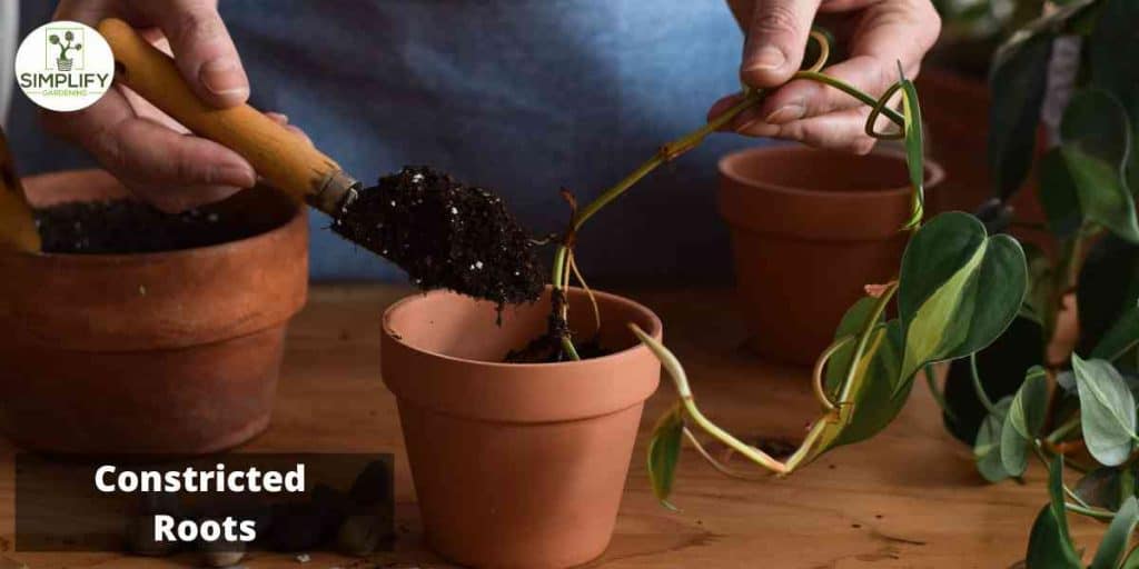 Browning Pothos Leaves: How to Save Your Plant - Simplify Gardening