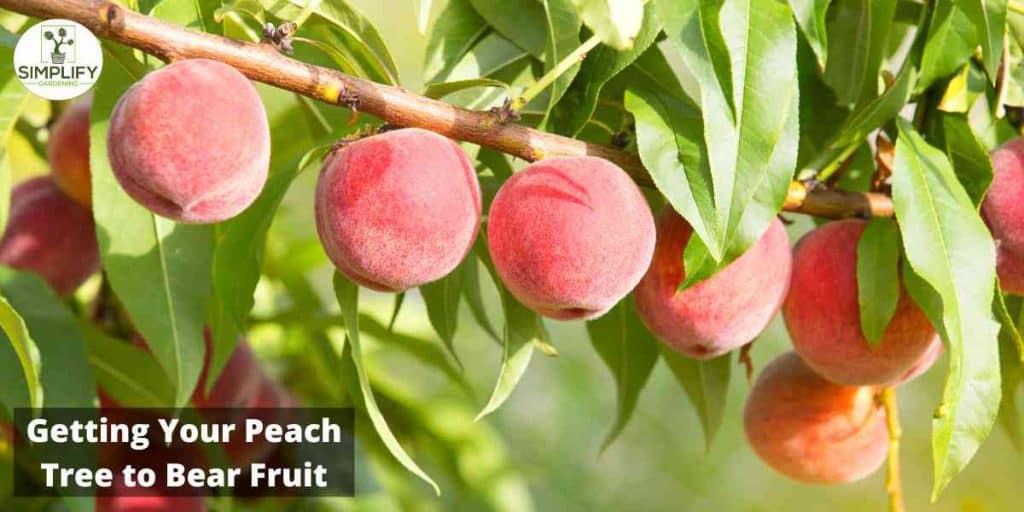 Peach Tree Care: How to Ensure a Strong Bloom - Simplify Gardening