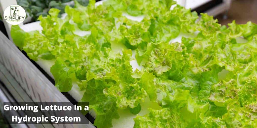 5 Easy Lettuce Varieties You Can Grow in Water - Simplify Gardening