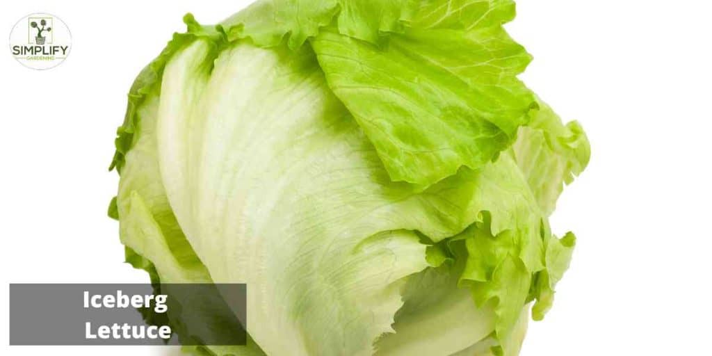 The Best Lettuce Varieties to Grow in Winter - Simplify Gardening