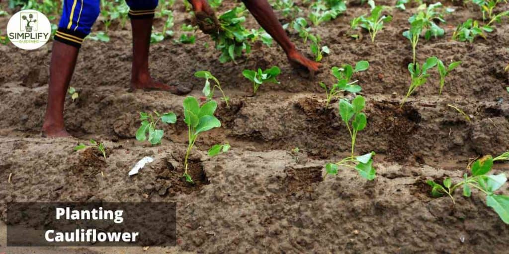 Grow the Best Cauliflower of Your Life: Simple Techniques! - Simplify ...