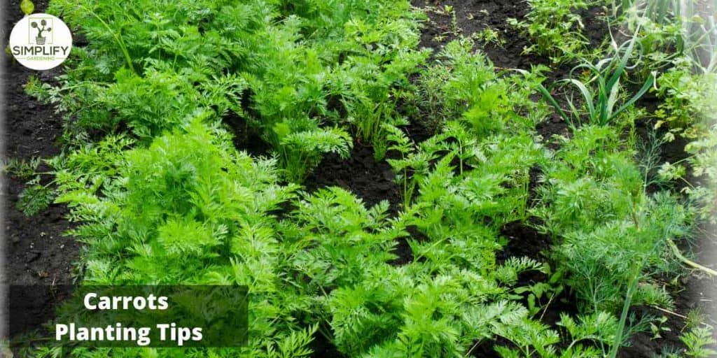 The Ultimate Guide to Growing Carrots in Your Backyard - Simplify Gardening