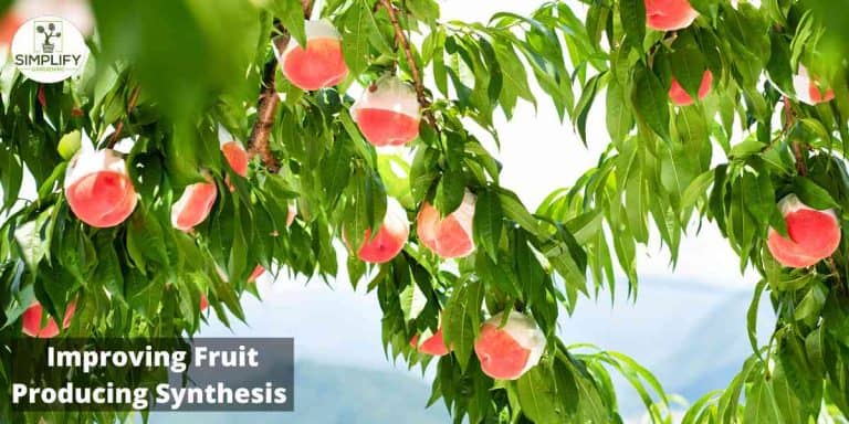 Peach Tree Care: How to Ensure a Strong Bloom - Simplify Gardening