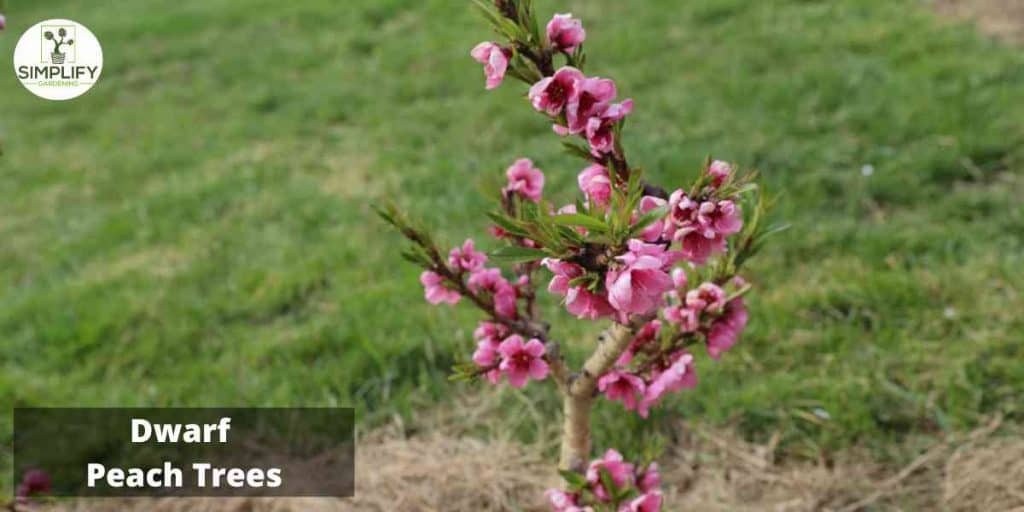 Peach Tree Care: How to Ensure a Strong Bloom - Simplify Gardening