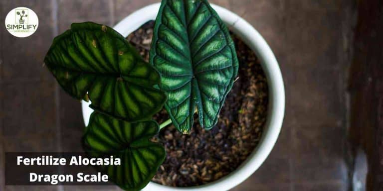 Dragon Scale Alocasia: A Unique and Exotic Plant - Simplify Gardening