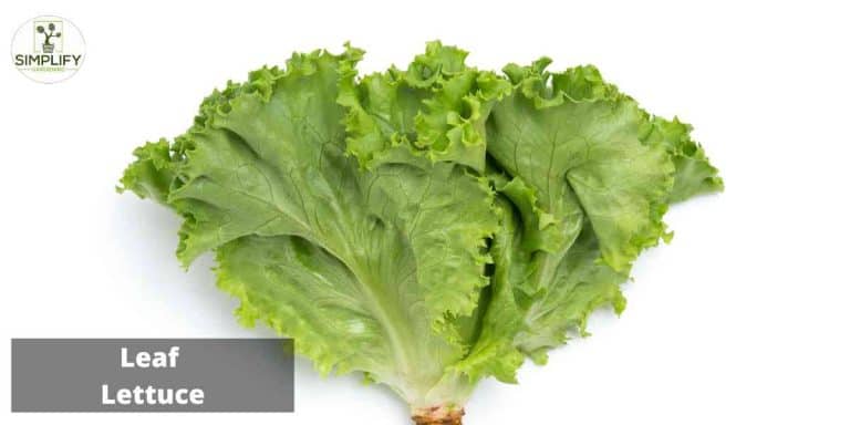 5 Easy Lettuce Varieties You Can Grow in Water - Simplify Gardening