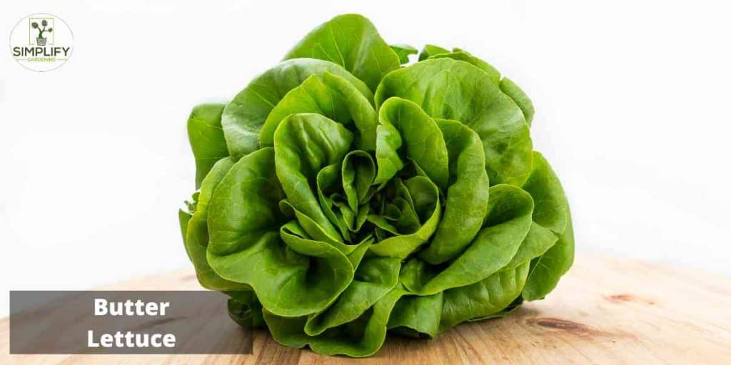 5 Easy Lettuce Varieties You Can Grow in Water - Simplify Gardening