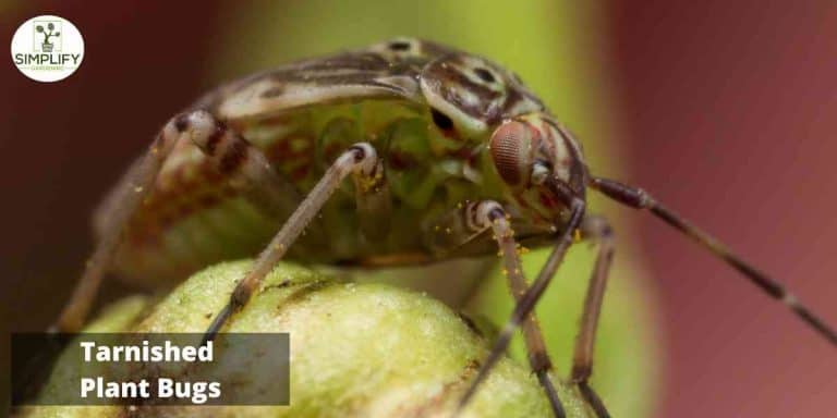 The Ultimate Guide to Strawberry Pest and Disease Control - Simplify ...