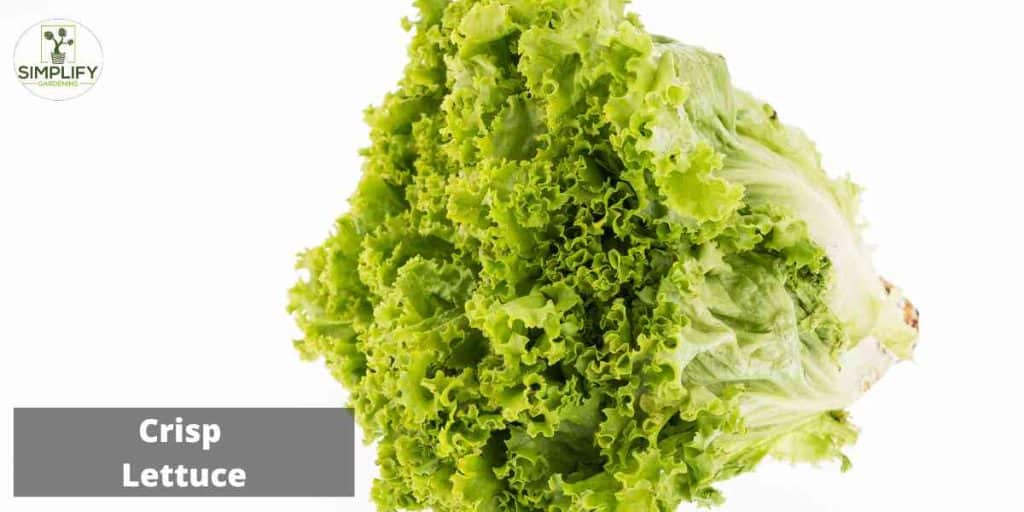 5 Easy Lettuce Varieties You Can Grow in Water - Simplify Gardening