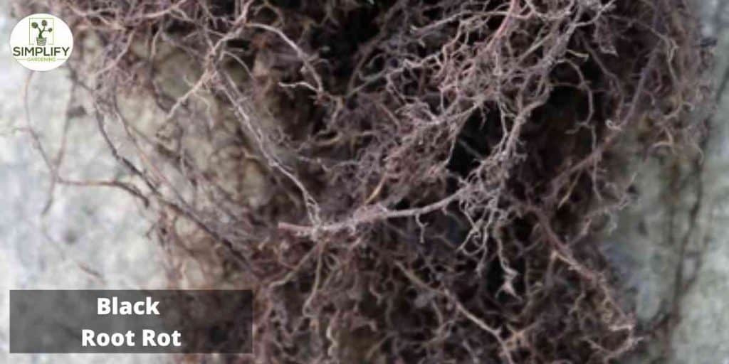 The Ultimate Guide to Strawberry Pest and Disease Control - Simplify ...