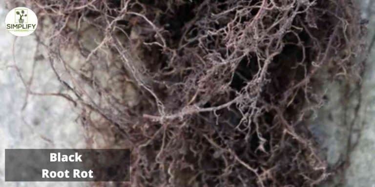 The Ultimate Guide to Strawberry Pest and Disease Control - Simplify ...