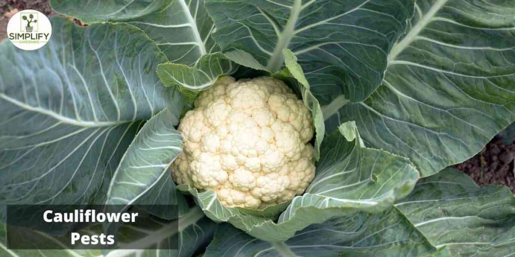 Grow the Best Cauliflower of Your Life: Simple Techniques! - Simplify ...