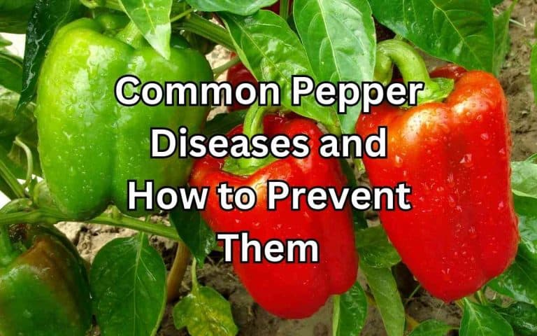 Common Pepper Diseases and How to Prevent Them - Simplify Gardening