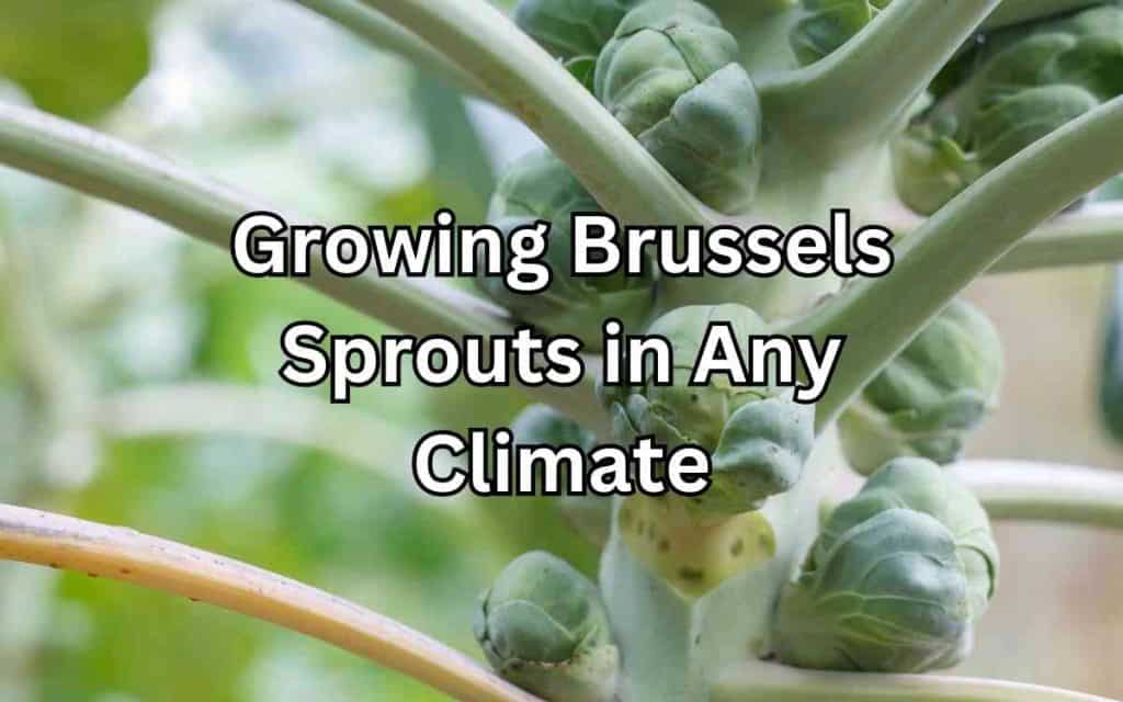 The Ultimate Guide: Growing Brussels Sprouts in Any Climate - Simplify ...