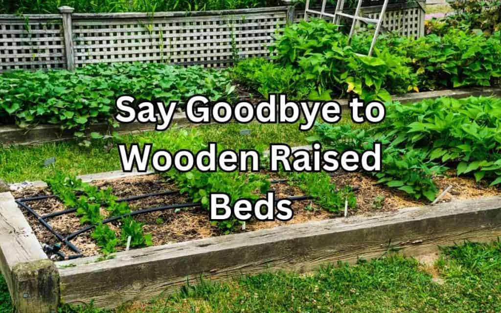 Soil Has White Mold: Tips for Growing Beautiful Houseplants - Simplify ...