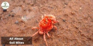 The Top 10 Fascinating Facts About Soil Mites - Simplify Gardening